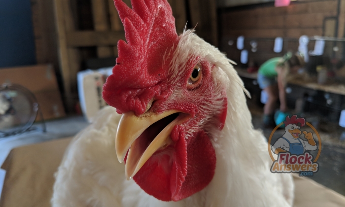 Identifying and Treating Respiratory Infection in Chickens - Backyard ...